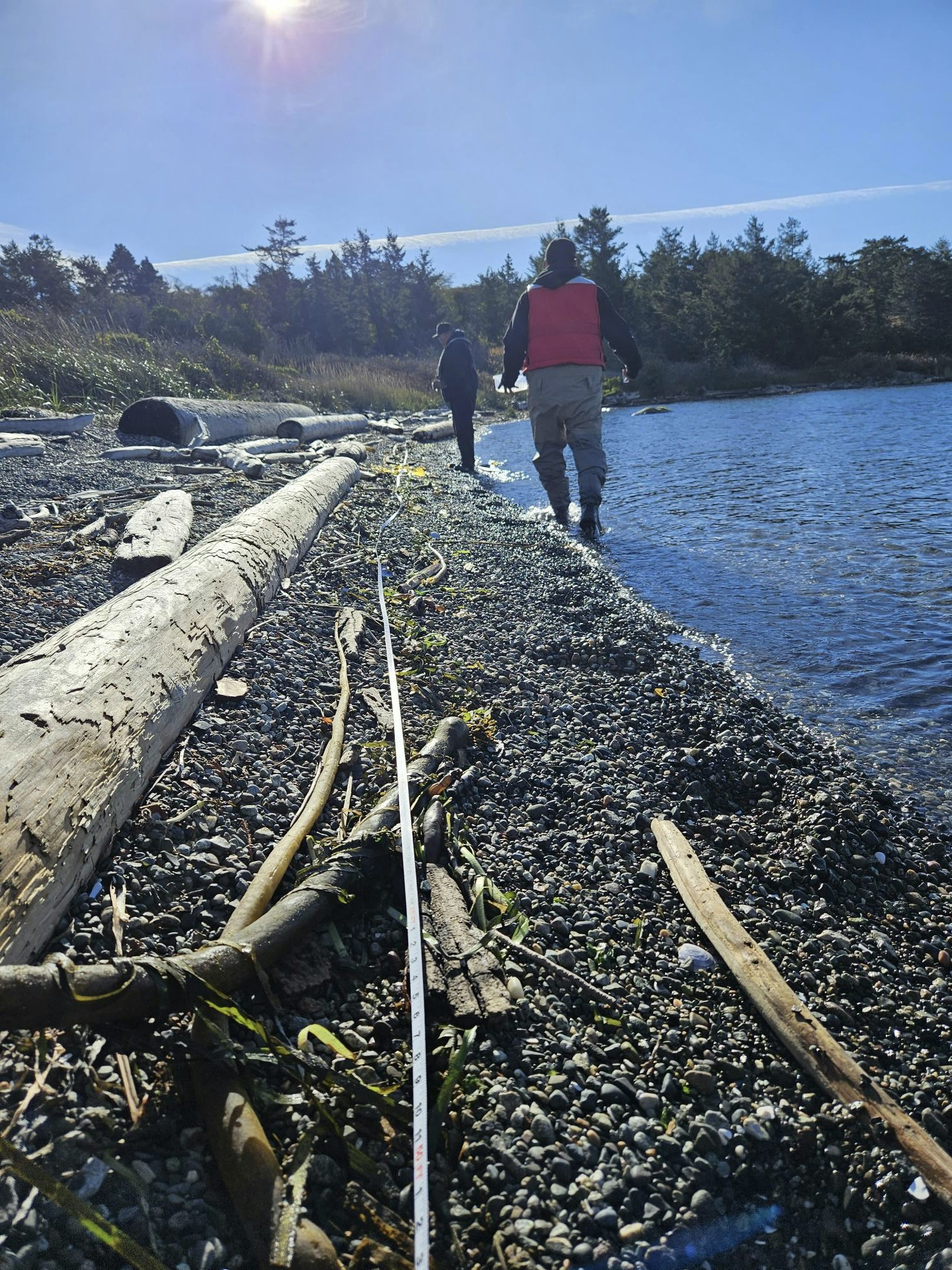 Songhees Marine Team Forage Fish and Crab Sampling — Songhees Nation