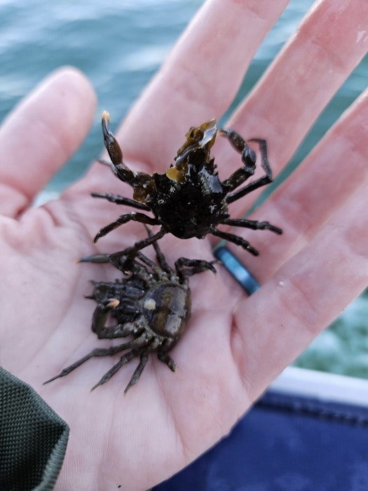 Songhees Marine Team Forage Fish and Crab Sampling — Songhees Nation